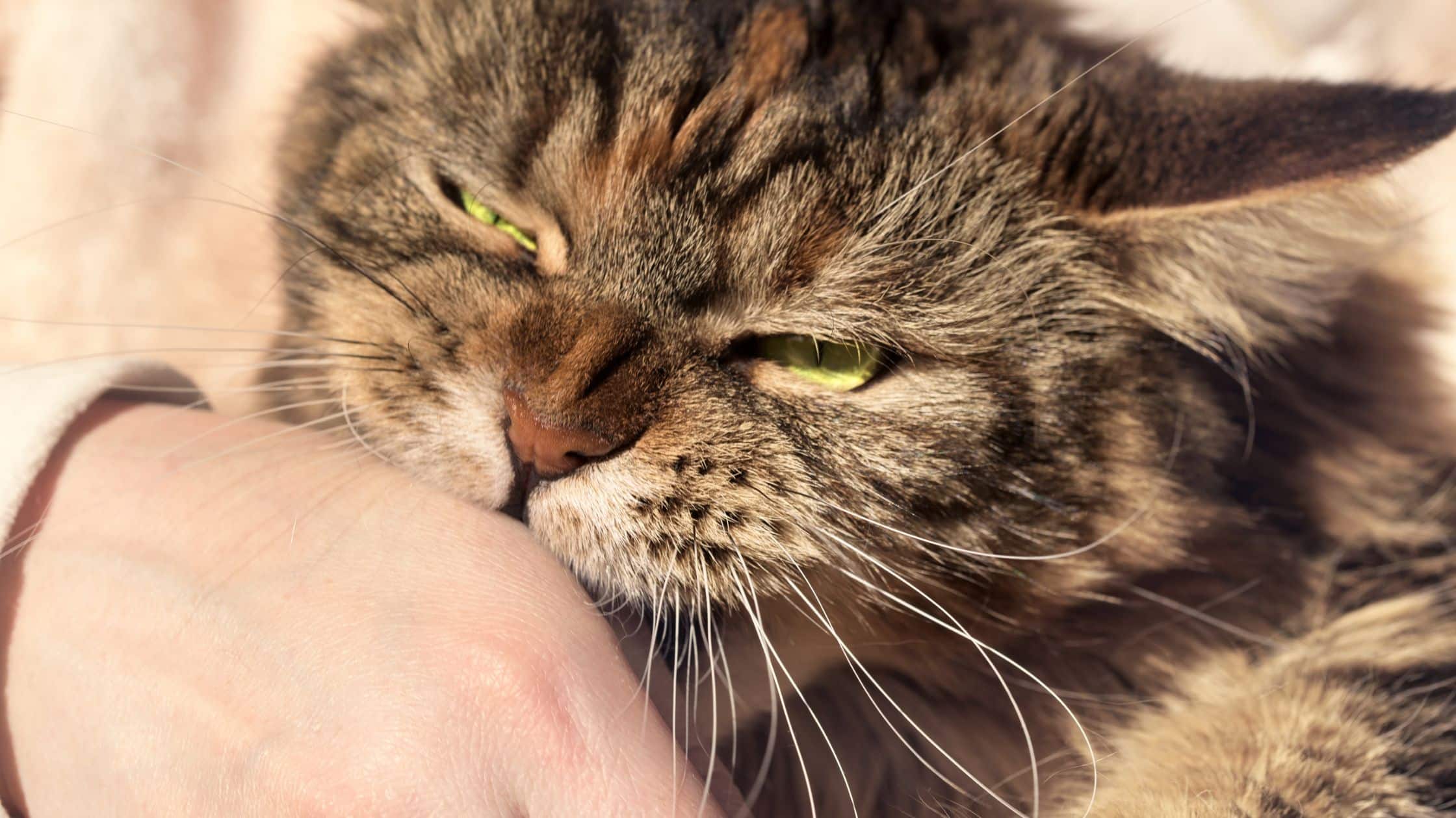 Pourquoi mon chat me mord ? - Le Guide du Chat